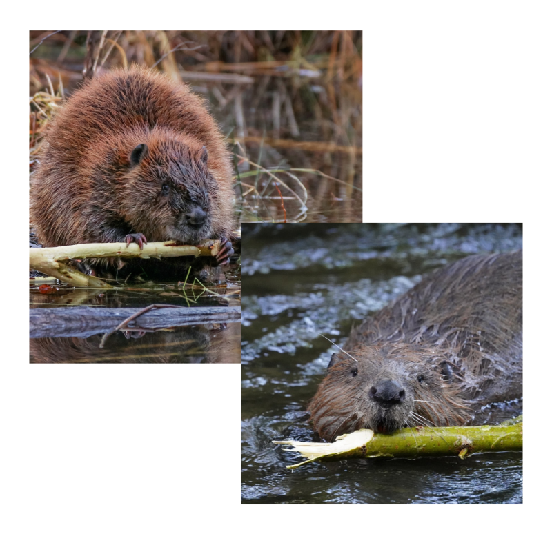 About MWBP - MW Beaver Partnership